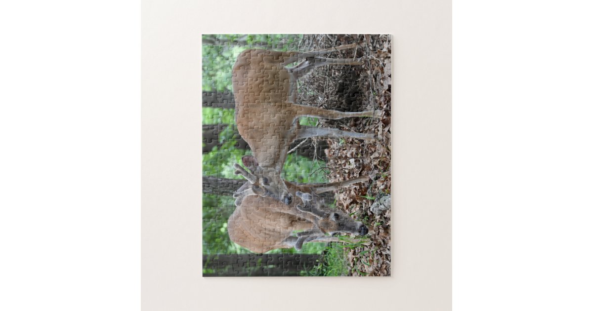 Young Whitetail Deer Bucks In Velvet Jigsaw Puzzle | Zazzle