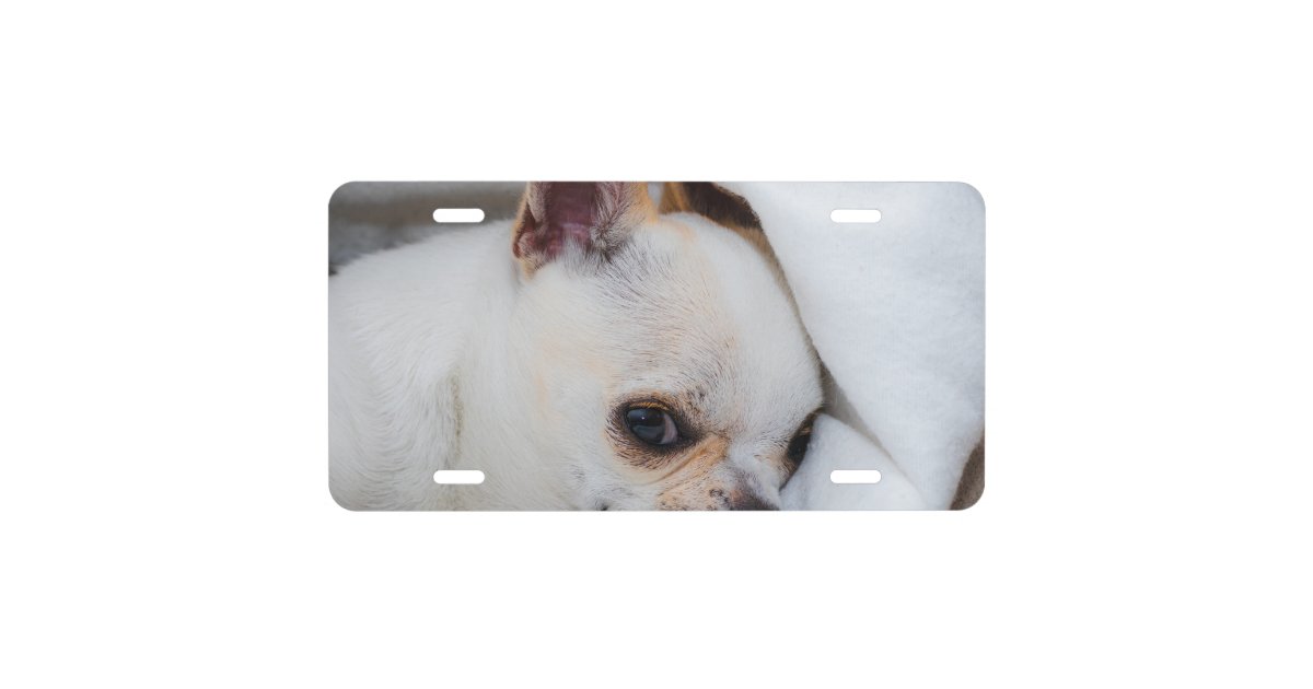 Your pet dog puppy custom photo chihuahua license plate | Zazzle