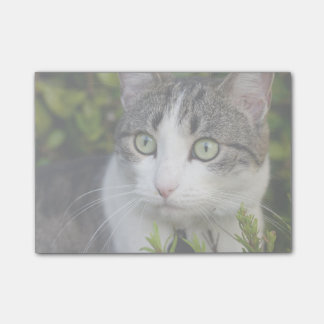 Cat Post-it Notes | Zazzle