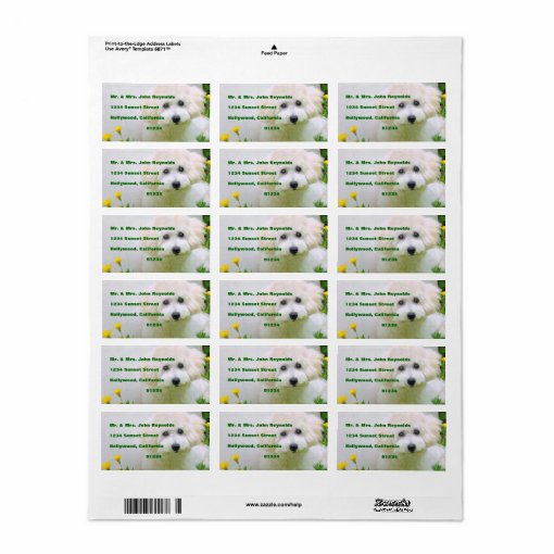 Your Photo Return Address Labels | Zazzle