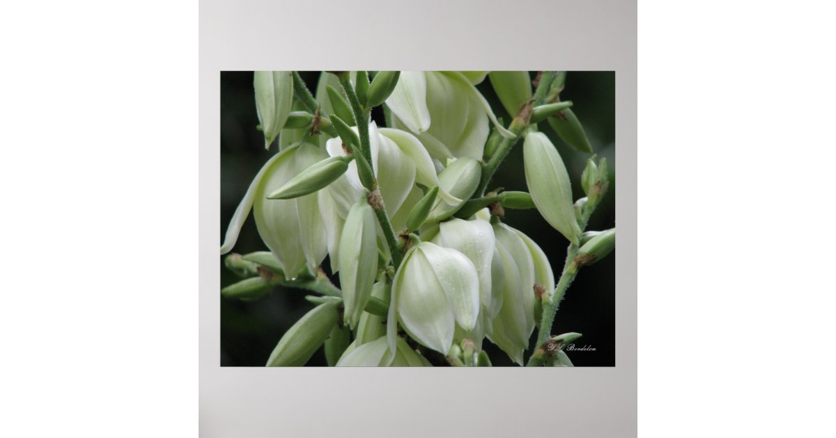 Yucca Blooms Poster | Zazzle