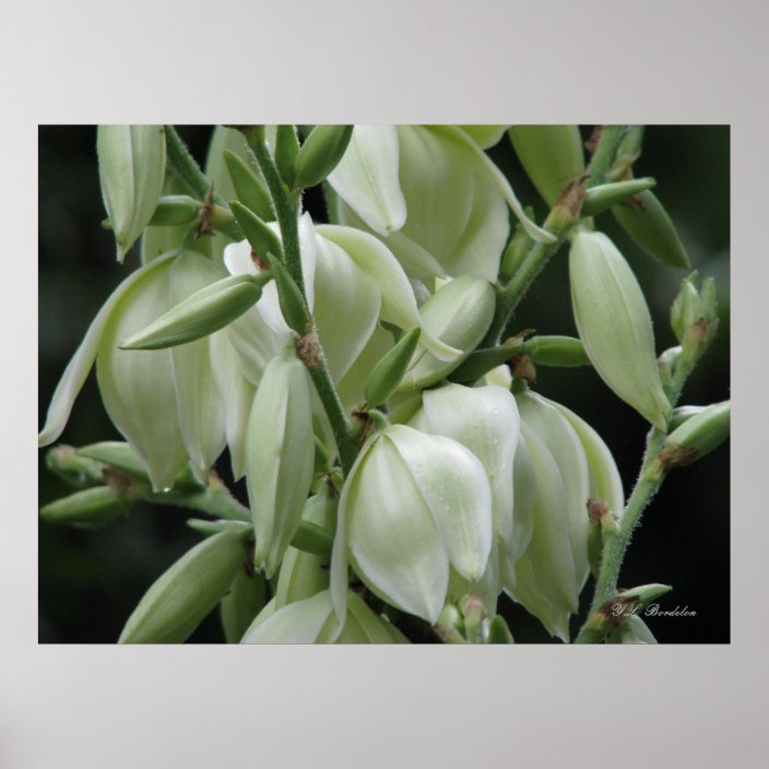 Yucca Blooms Poster | Zazzle.com