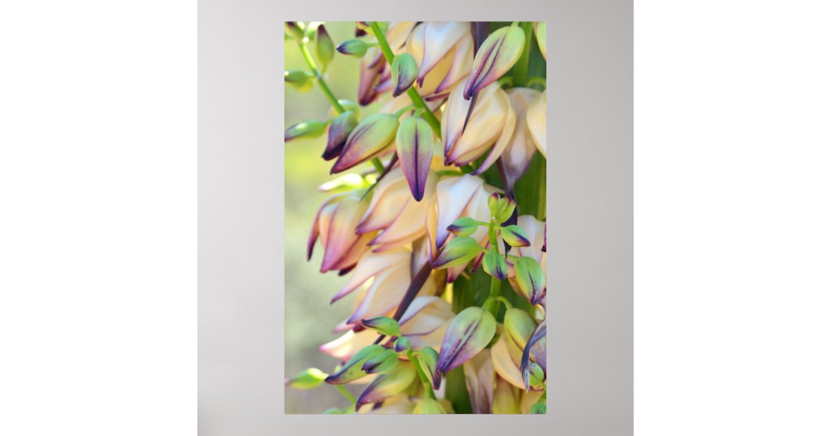 yucca flowers poster | Zazzle