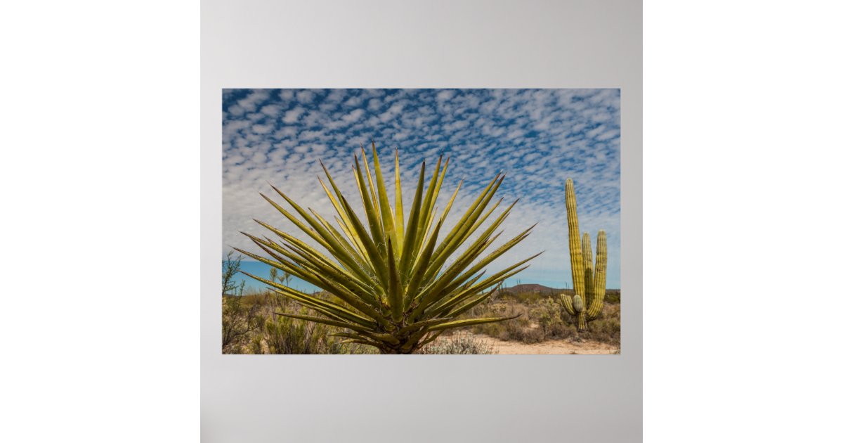 Yucca In The Desert, Mexico Poster | Zazzle