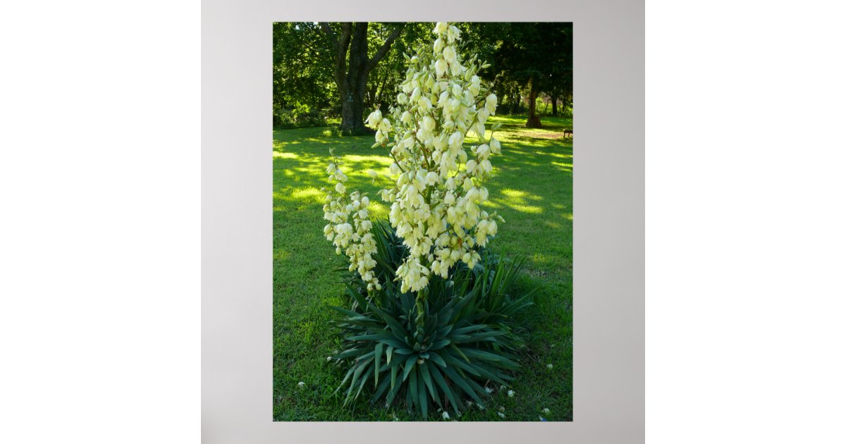 Yucca Plant Poster | Zazzle