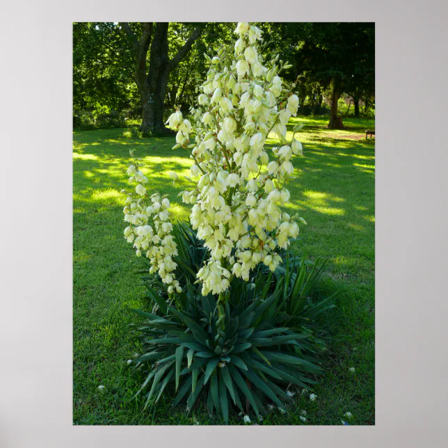 Yucca Plant Poster | Zazzle