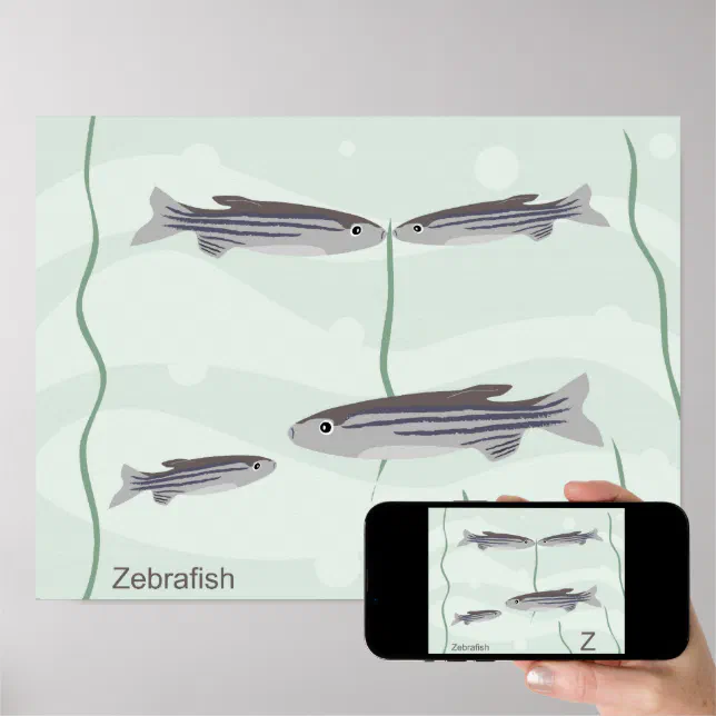 Z for zebrafish Poster | Zazzle