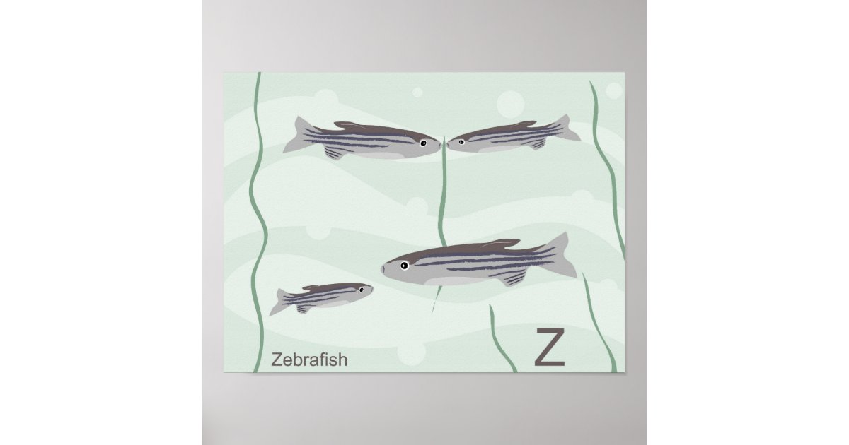 Z for zebrafish Poster | Zazzle