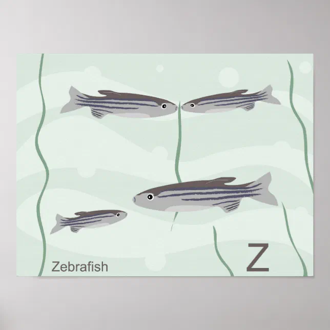 Z for zebrafish Poster | Zazzle