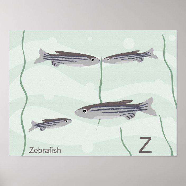 Z for zebrafish Poster | Zazzle.com