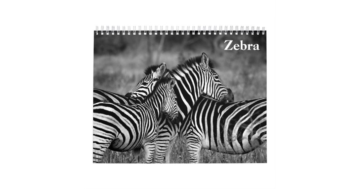 zebra 2026 calendar | Zazzle