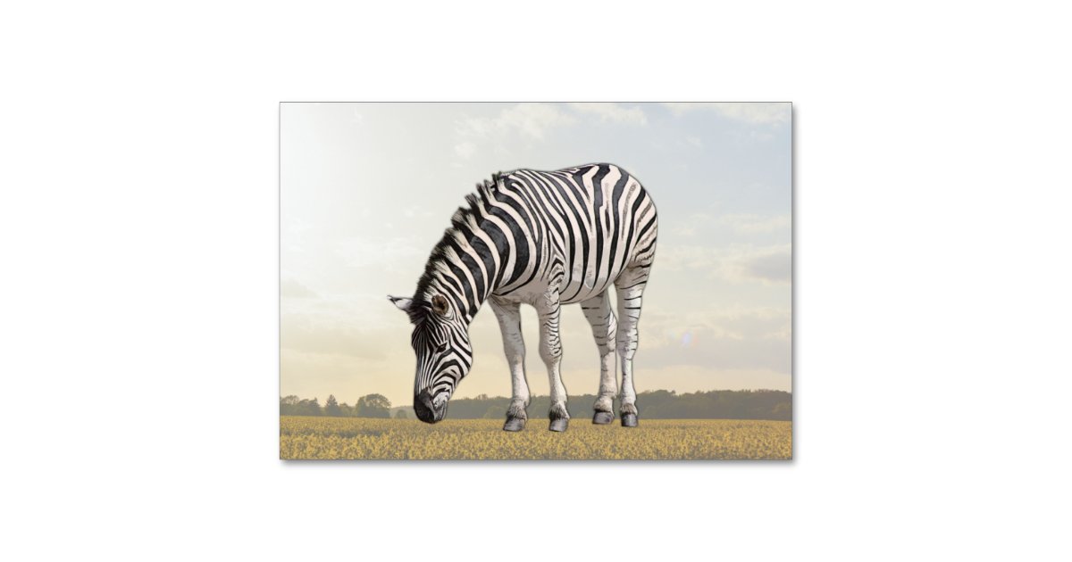 Zebra ABA Tact Labeling Flashcard | Picture Card | Zazzle
