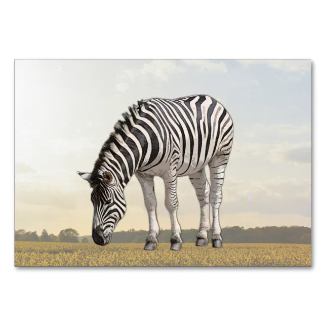 Zebra ABA Tact Labeling Flashcard | Picture Card | Zazzle