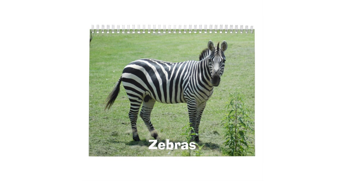 Zebra Calendar, Zebras Calendar | Zazzle