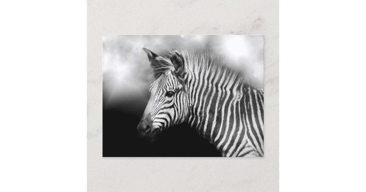 Zebra Foal Postcard | Zazzle
