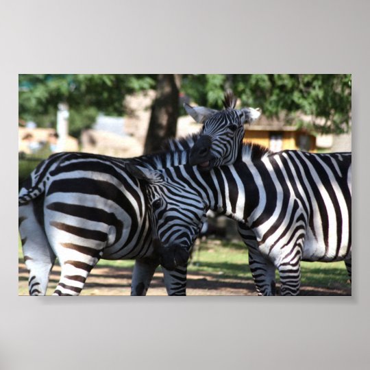 Zebra Friends Poster | Zazzle.com