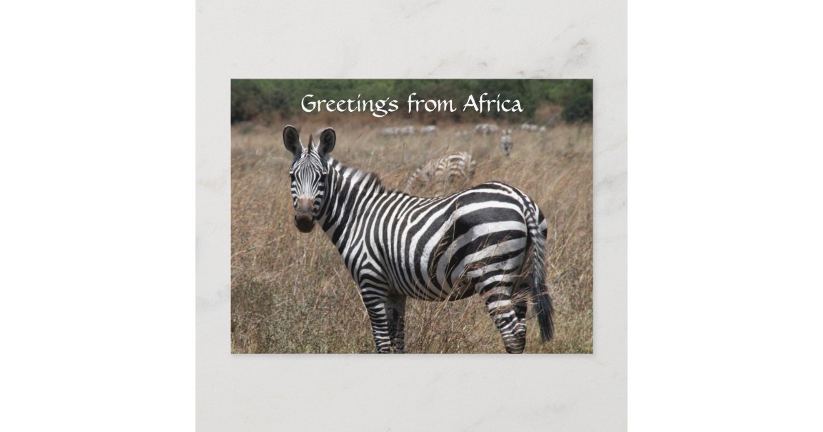 zebra greetings postcard | Zazzle