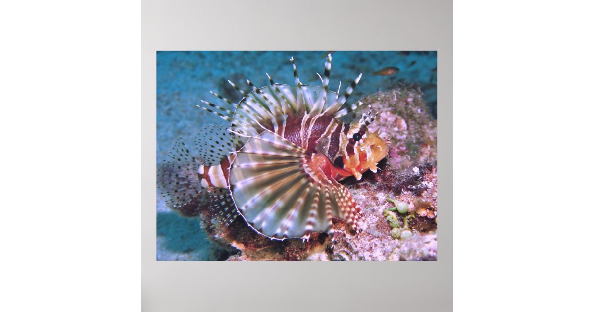 Zebra Lionfish Poster | Zazzle