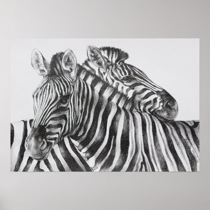 Zebra Original Pencil Drawing Posters | Zazzle