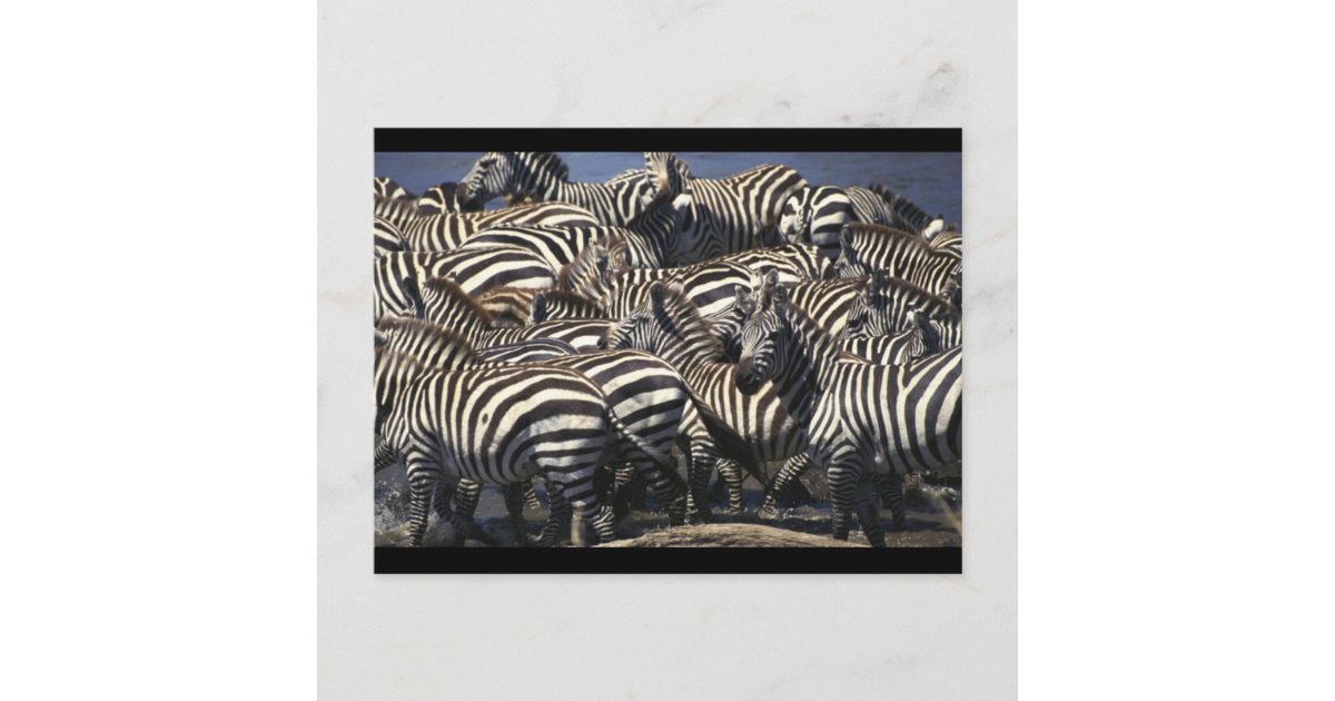 Zebra Pack Postcard | Zazzle