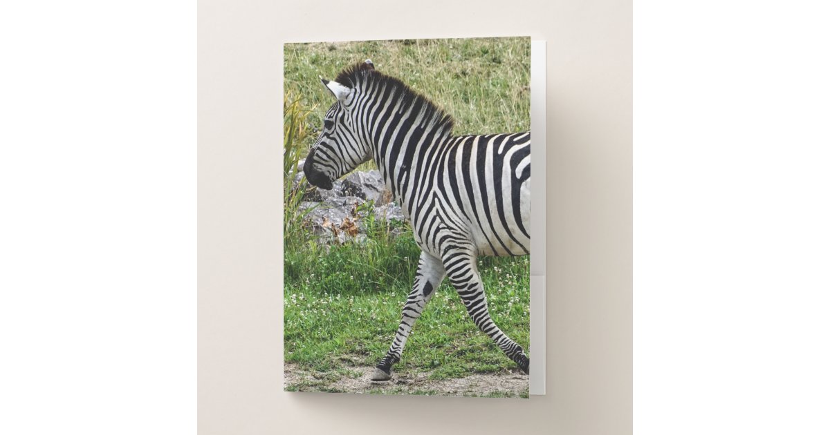 Zebra Pocket Folders | Zazzle