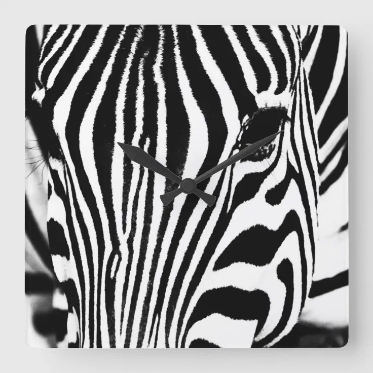 Zebra portrait black and white square wall clock | Zazzle