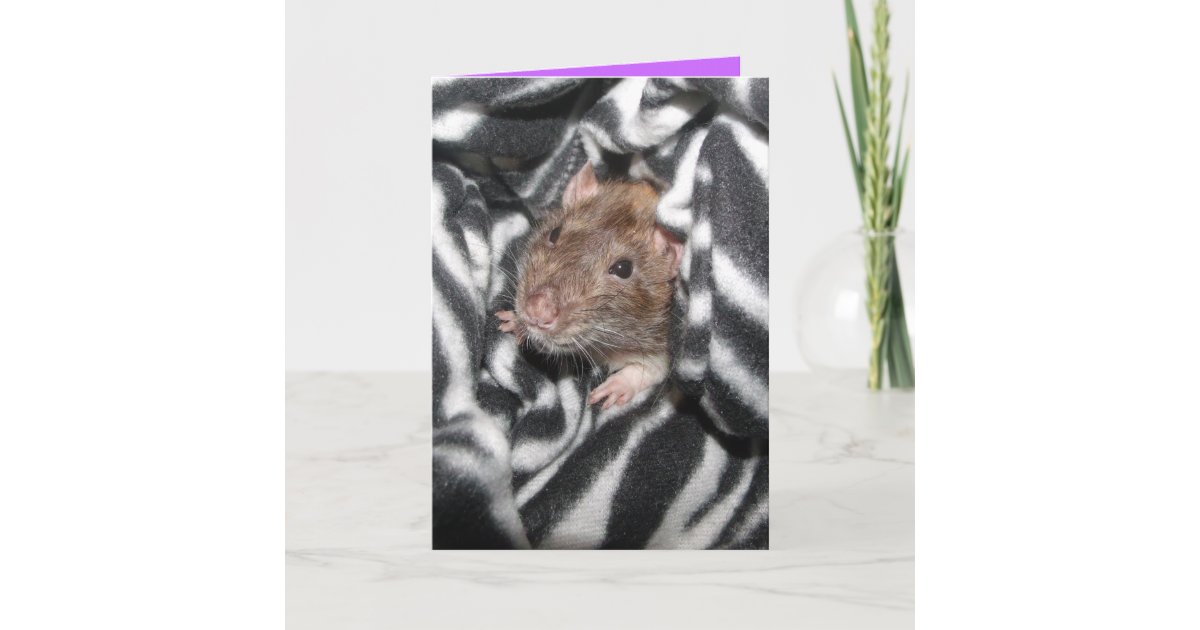 zebra rat Birthday card | Zazzle
