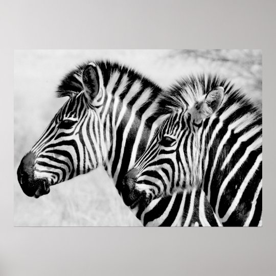 Zebras Animals Wildlife Black and White Poster | Zazzle.com Zebras Animals Wildlife Black and White Poster | Zazzle.com