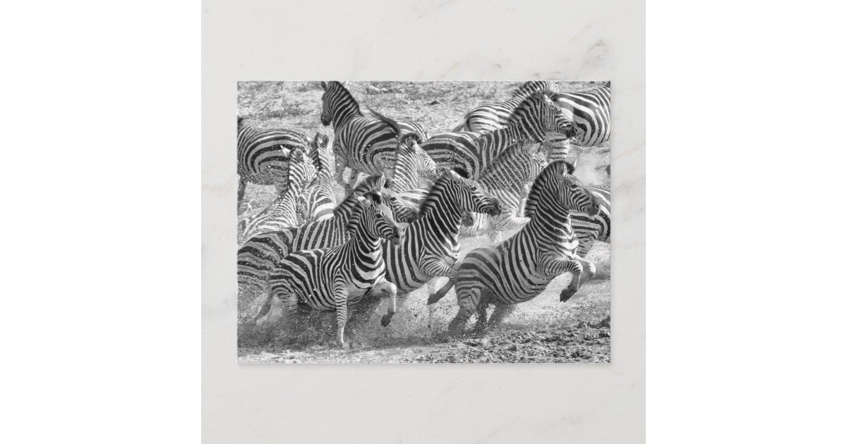 Zebras running postcard | Zazzle