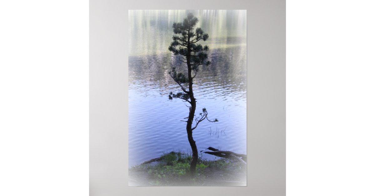 Zen Reflection- Water and Tree Poster | Zazzle