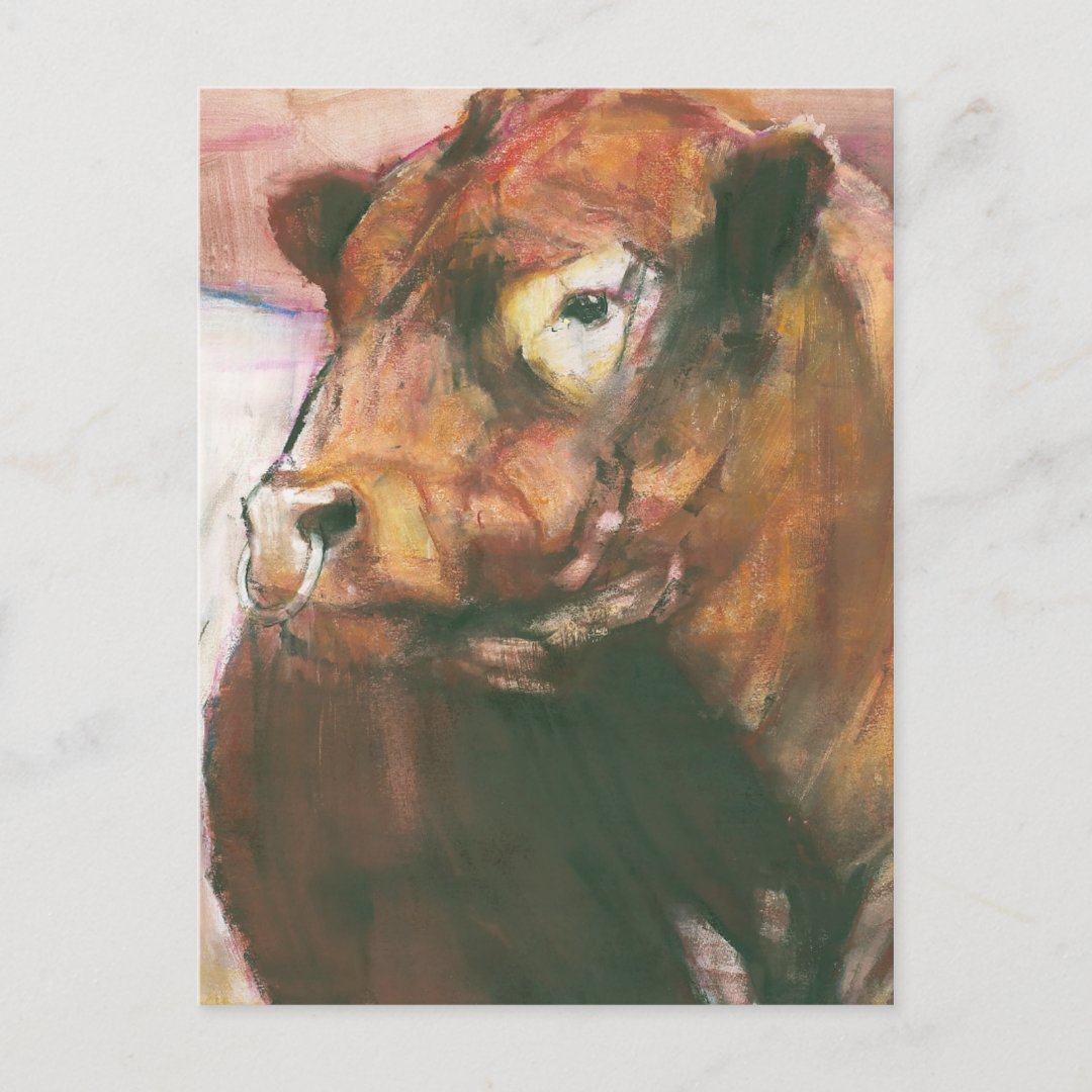 Zeus Red Belted Galloway Bull 2006 2 Postcard | Zazzle