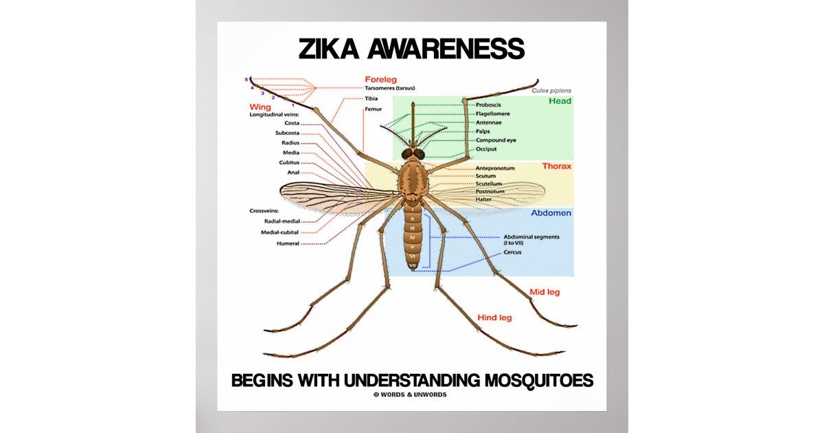 Zika Awareness Begins Understanding Mosquitoes Poster | Zazzle