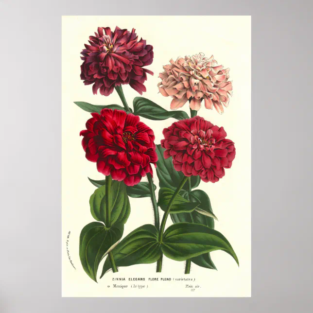 Zinnia elegans / Common Zinnias by Van Houtte Poster | Zazzle