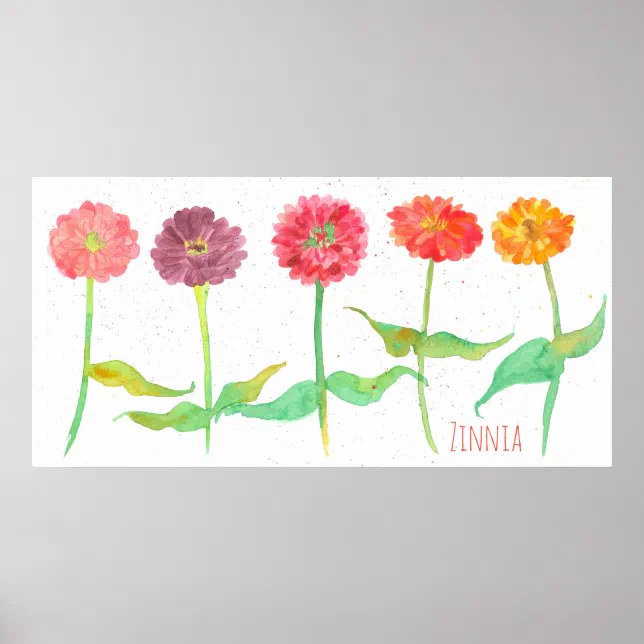 Zinnia Watercolor Flowers Poster | Zazzle