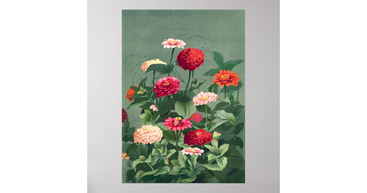 Zinnias Poster | Zazzle