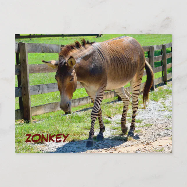 Zonkey part Zebra and Donkey Postcard | Zazzle