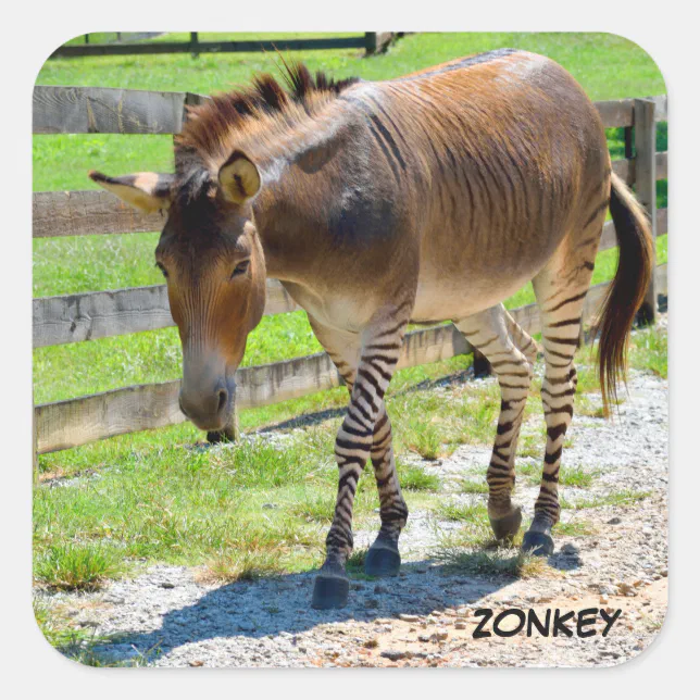 Zonkey part Zebra and Donkey Square Sticker | Zazzle