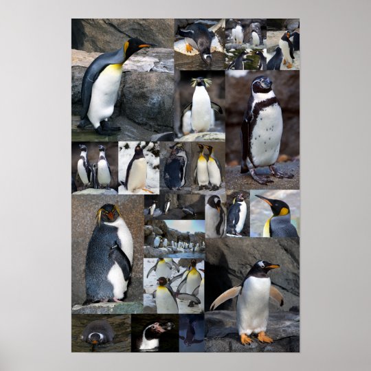 Zoo Penguins Collage Photo Poster | Zazzle.com