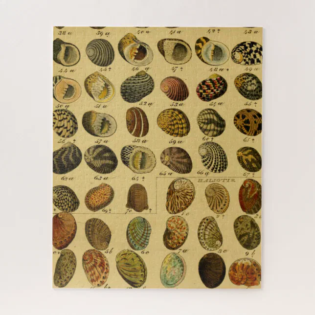 Zoological Sketch Vintage Sea Shells Jigsaw Puzzle | Zazzle